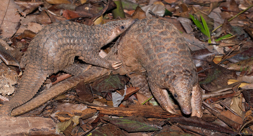 The Sunda Pangolin - Defender of the Realm - WAWA Conservation