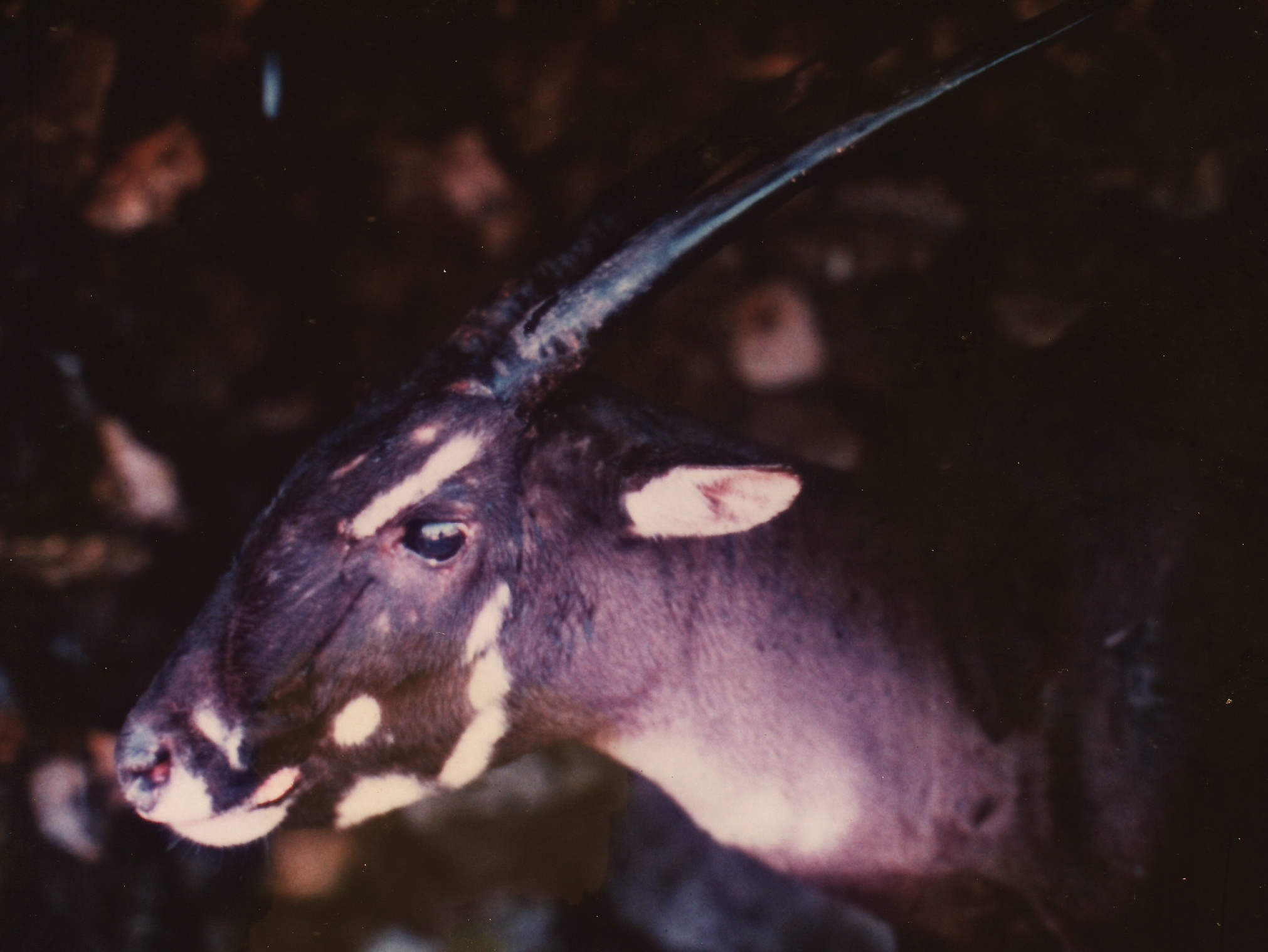 Fact file: Saola (Pseudoryx nghetinhensis) - WAWA Conservation