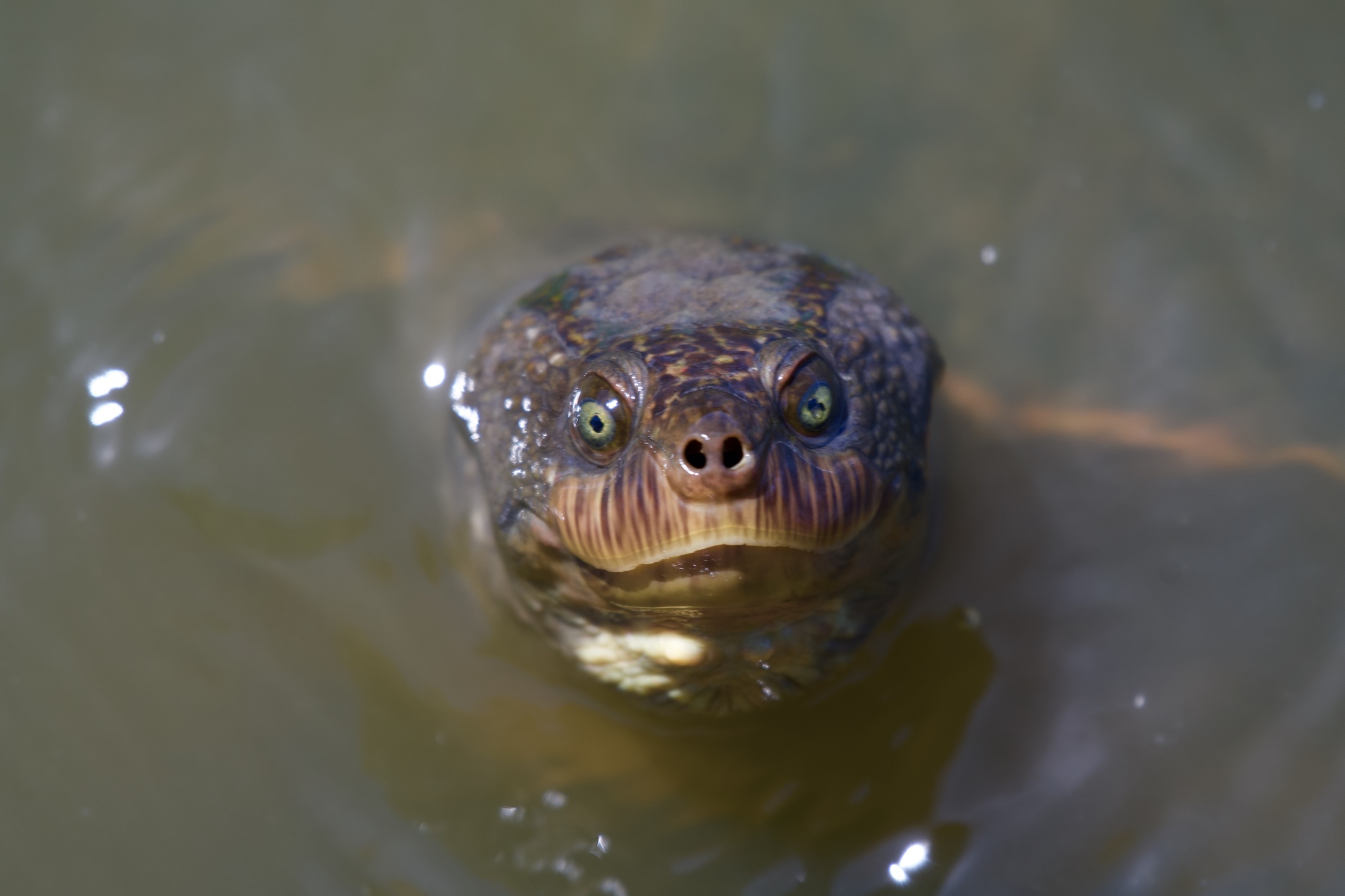 Fact file: Mary River turtle (Elusor macrurus) - WAWA Conservation