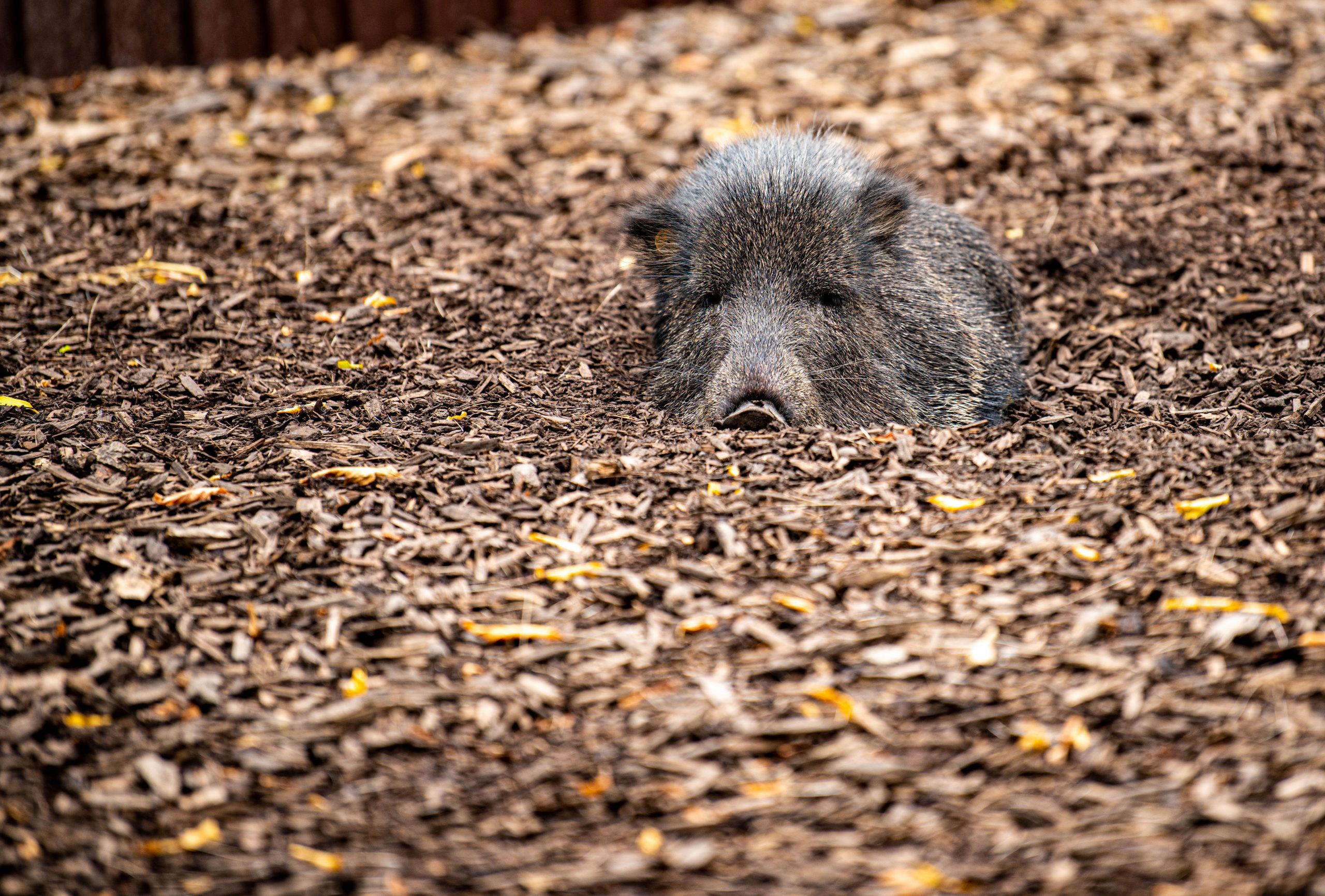Back From The Dead, The Westerners Said - The Chacoan Peccary’s ...