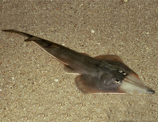 Fact file: Brazilian guitarfish (Pseudobatos horkelii; Previously ...