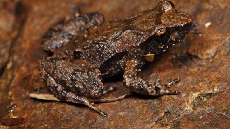 Fact file: Kroombit tinker frog (Taudactylus pleione) - WAWA Conservation